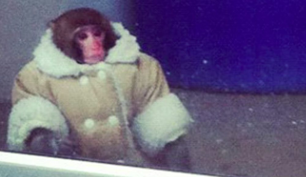 La historia detrás del meme: El origen del ‘Artimonki’ – Andres Oviedo