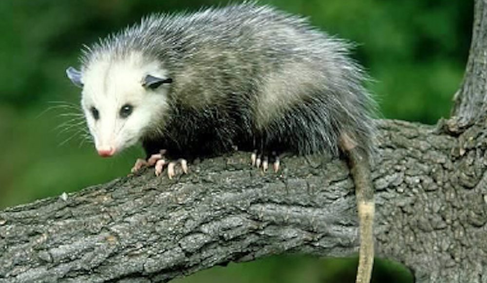 La increíble leyenda mexicana de cómo un tlacuache trajo el fuego a los ...